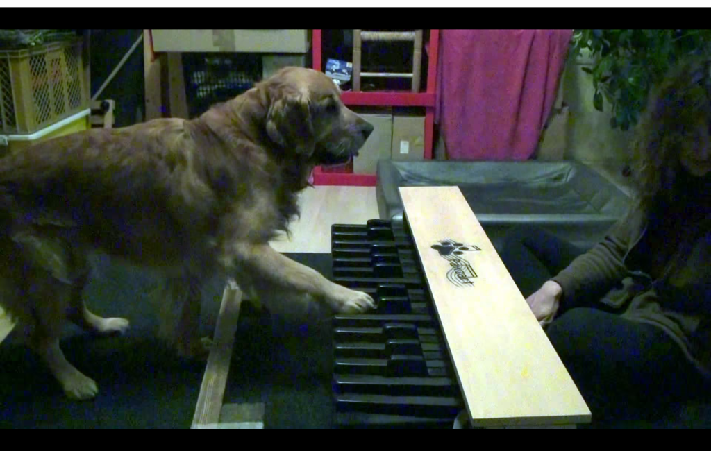 Incredibly Talented Dogs Have Perfect Pitch – We X This